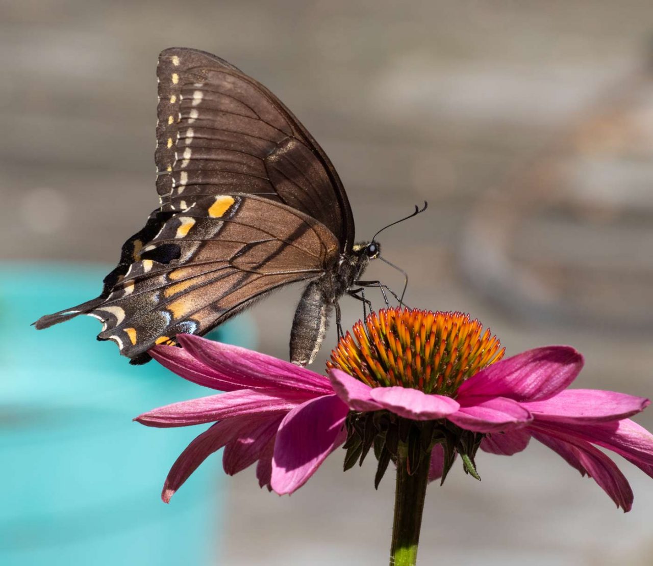 Butterfly and Cone Flower | Louis Judice